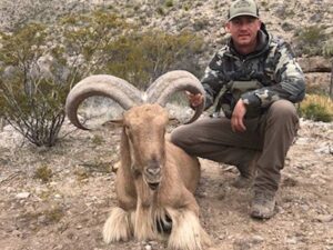 Sheep - Infinity Hunts