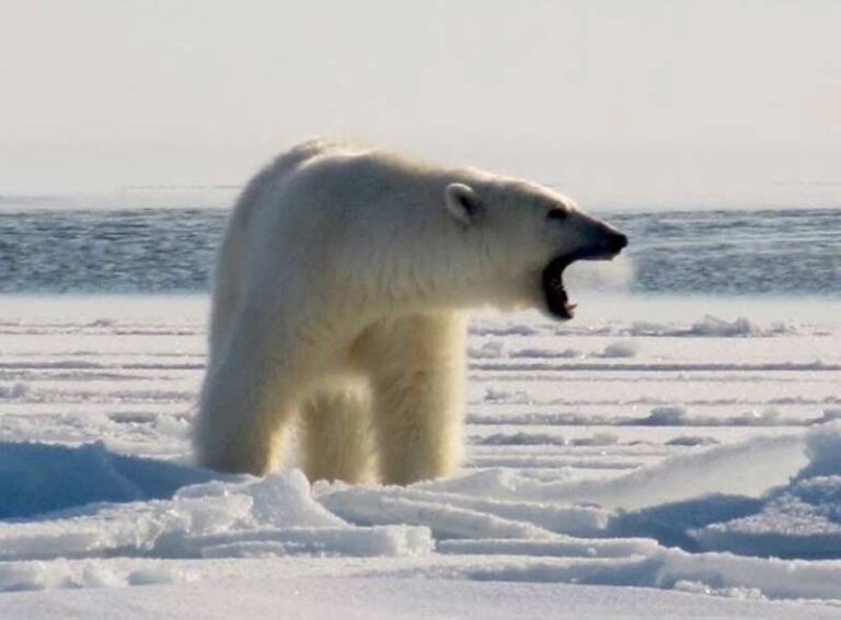 Best Trophy Bear Hunts in USA and Canada | Infinity Hunts